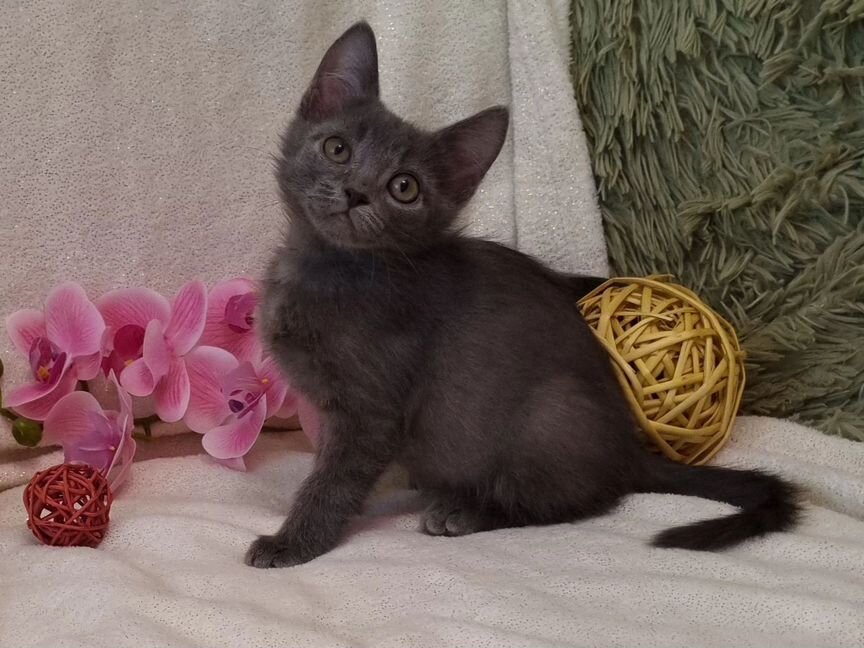 Котенок