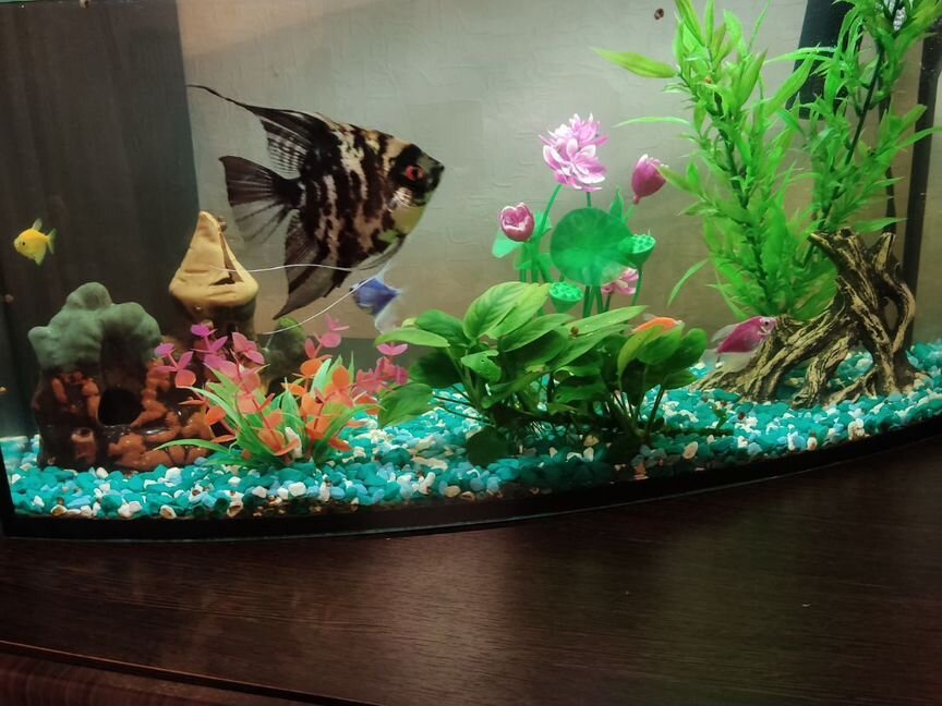 Отдам рыбок бесплатно