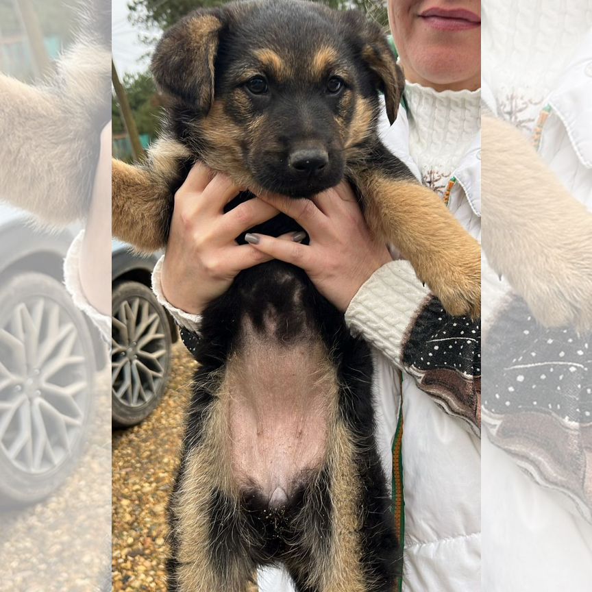 Щенок в добрые руки