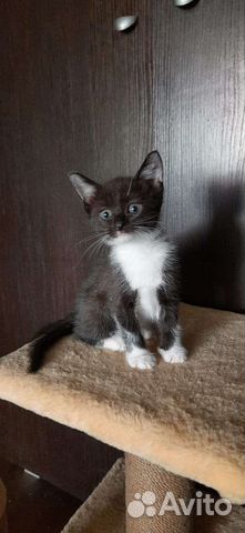 Кошки в добрые руки бесплатно