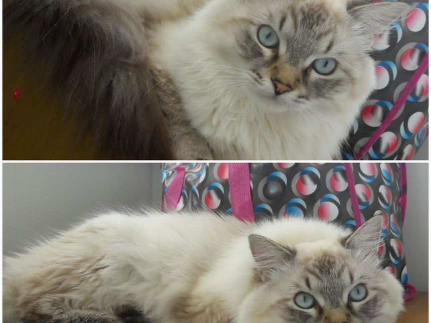 Кот Снежок ищет семью