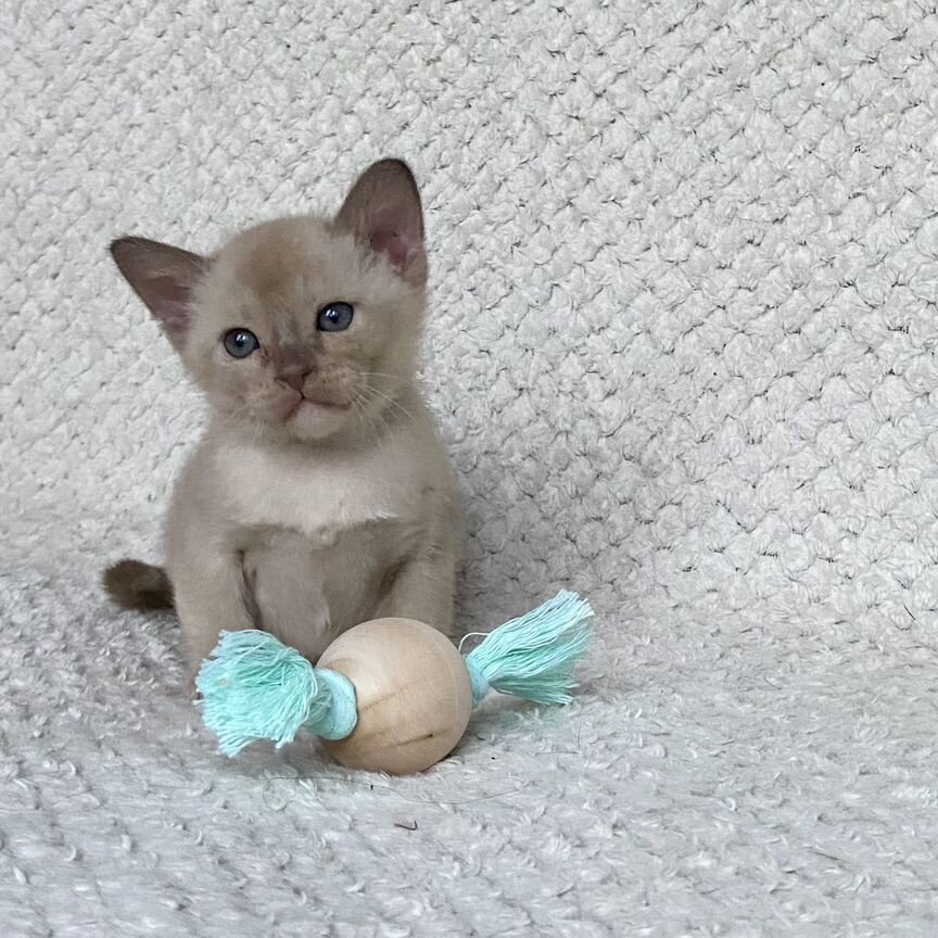 Бурманские котята