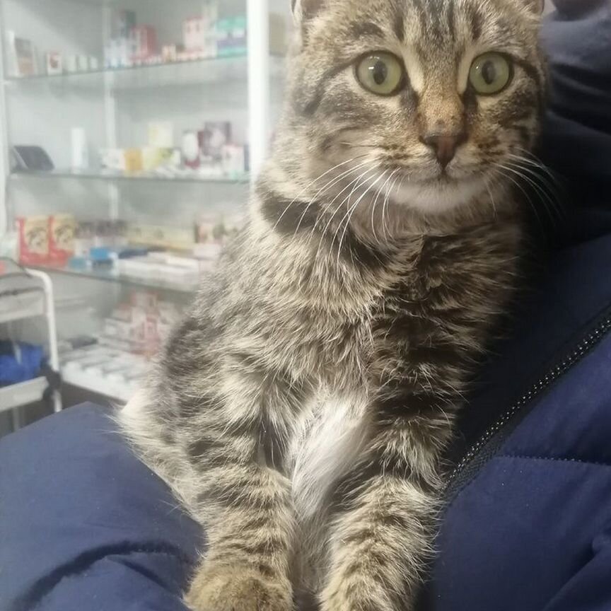 Кошечка в добрые руки
