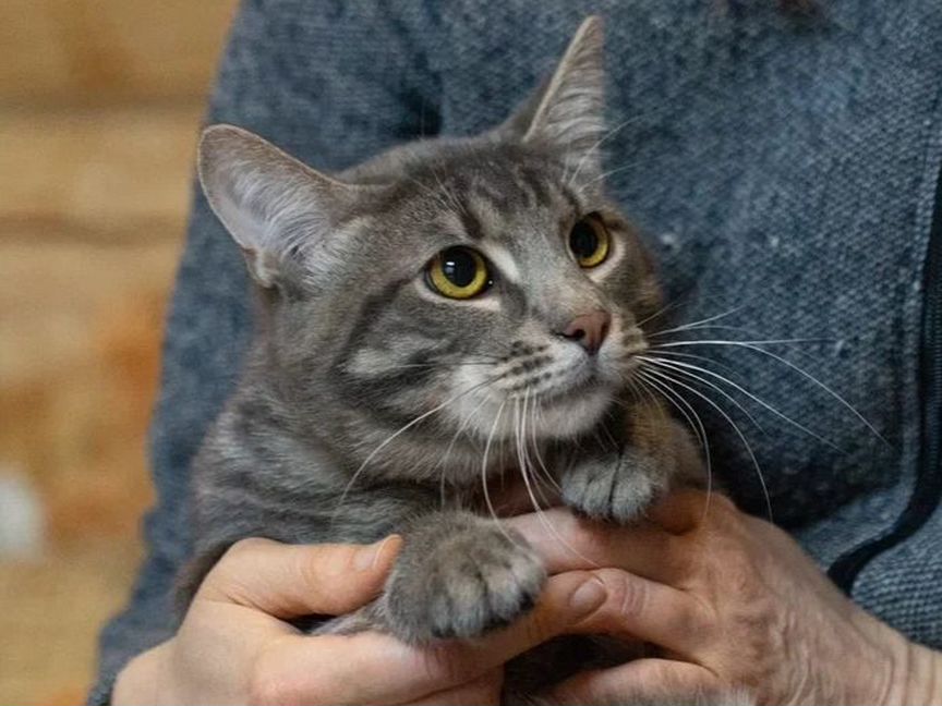 Усатик-полосатик Хоуп в поисках дома