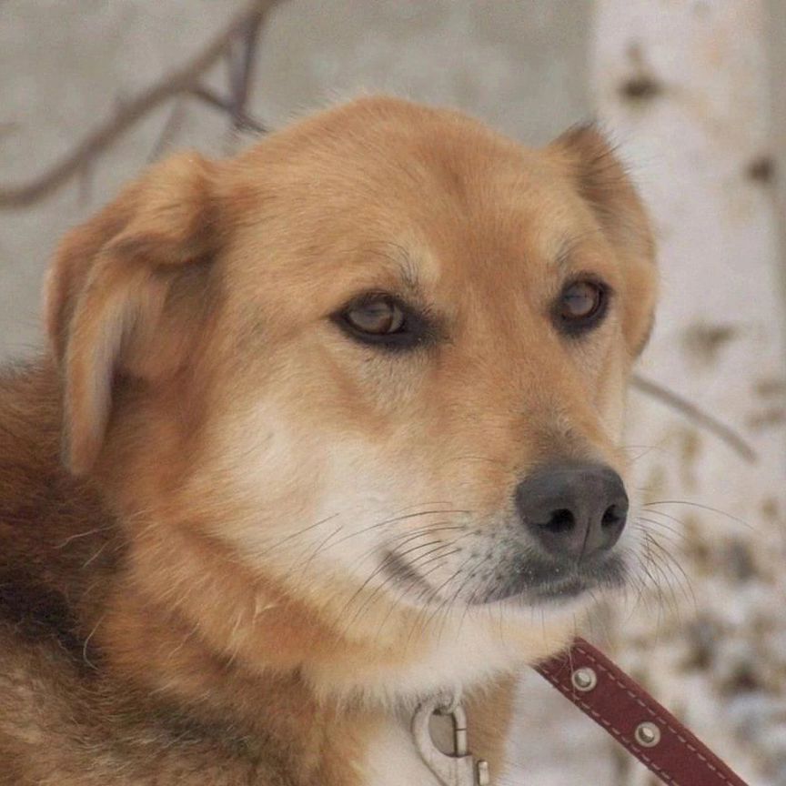 Собачье счастье Веста
