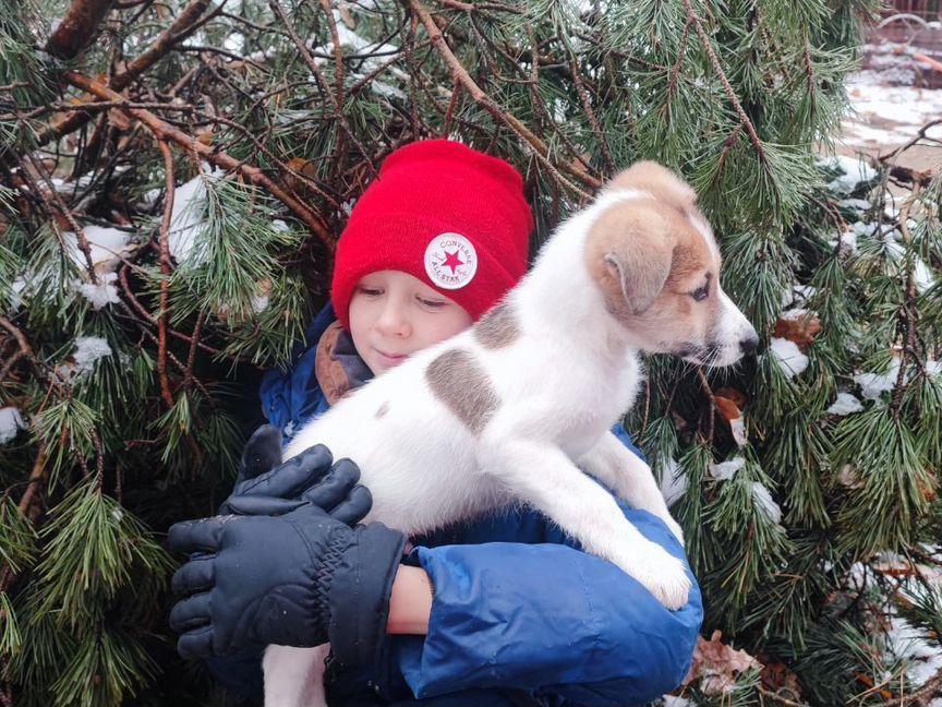 Щенята в добрые руки