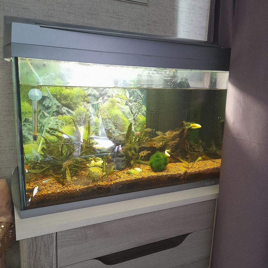 Аквариум с рыбками