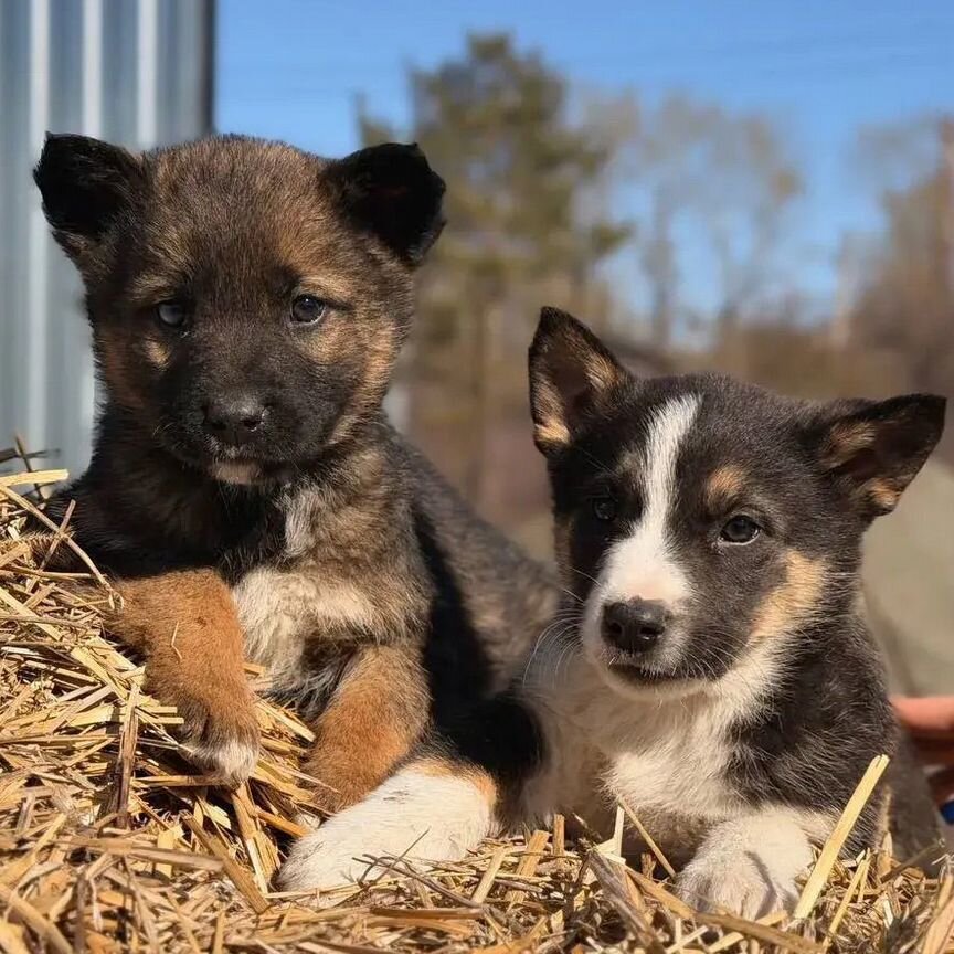 Щенок в добрые руки