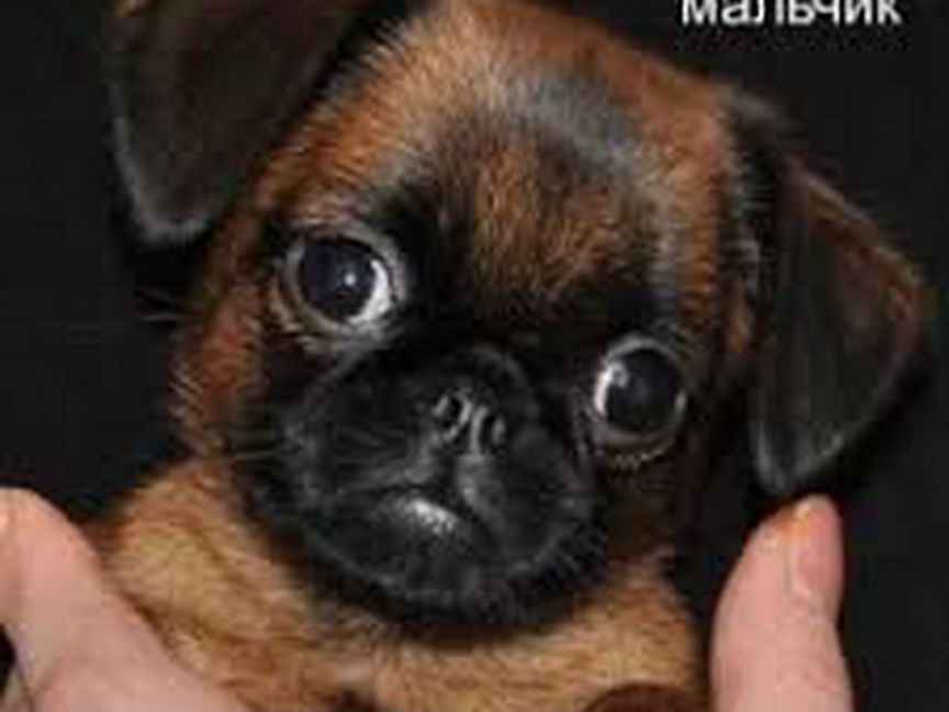 Брабансончики