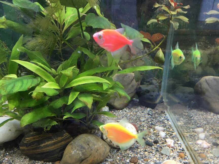 Отдам тернеции