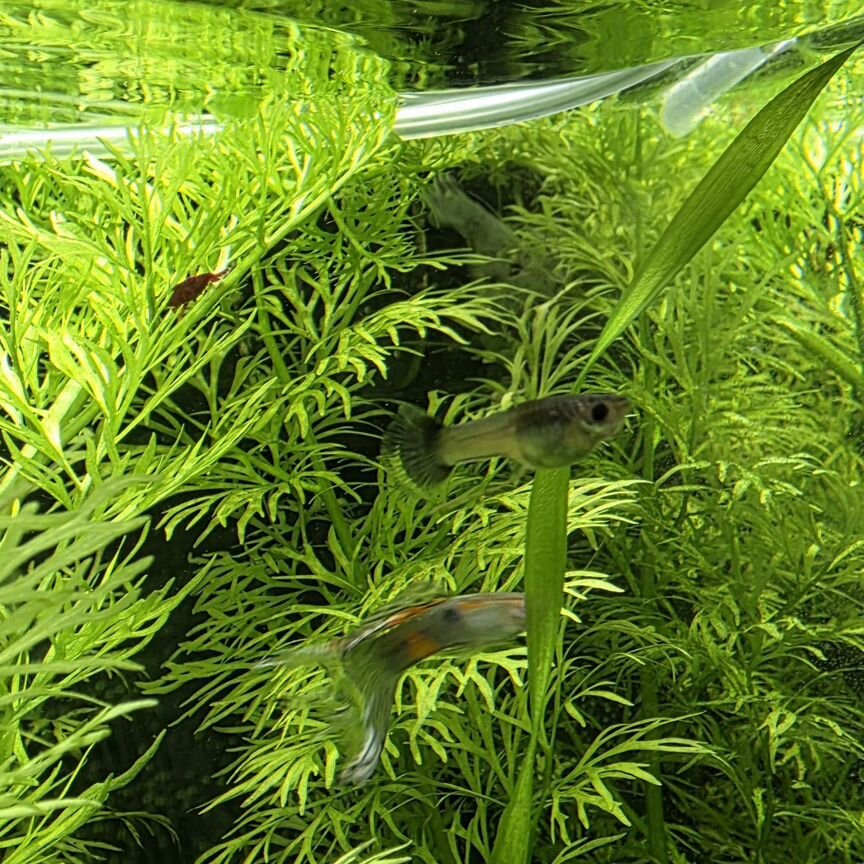 Гуппи самки