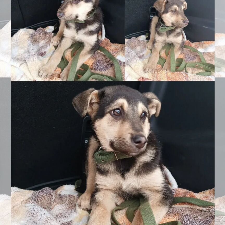 Щенок в добрые руки