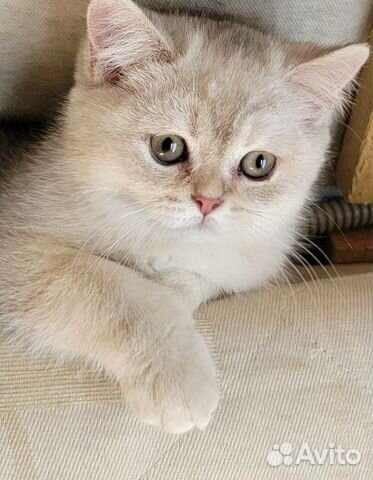 Кошечка, возможно разведение