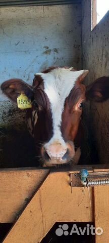 Корова, Айрширские телочки