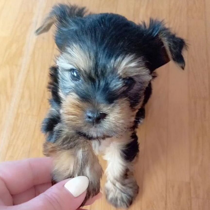 Йоркширский терьер, щенок