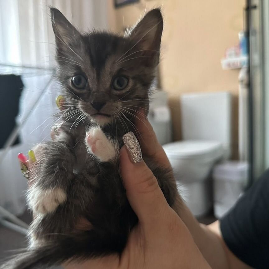 Котёнок в добрые руки