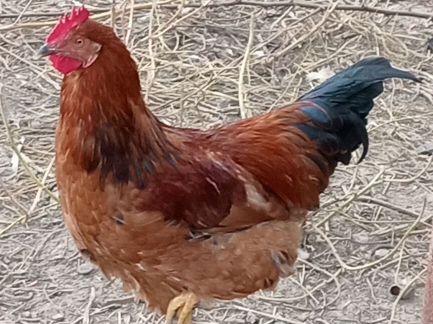 Молодые петухи