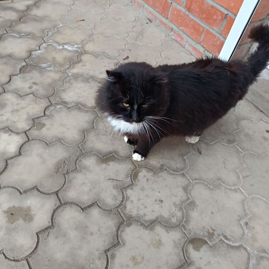 Кот в добрые руки
