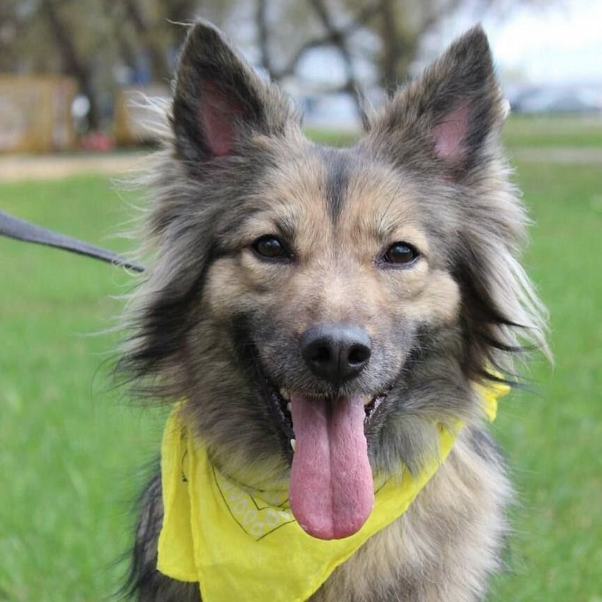 Собака в добрые руки