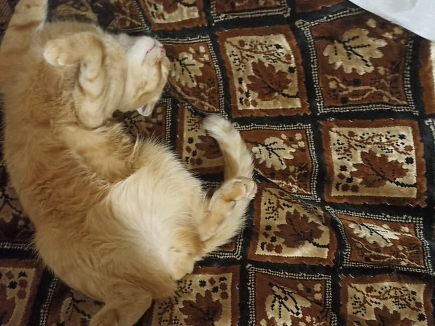 Домашние животные кошки