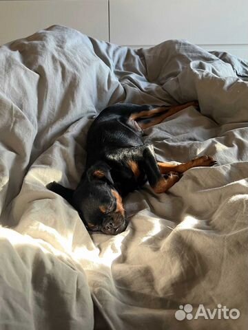 Щенок пти брабансона