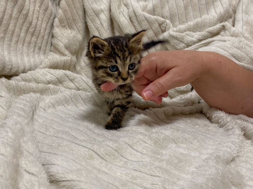 Котенок 3 недели