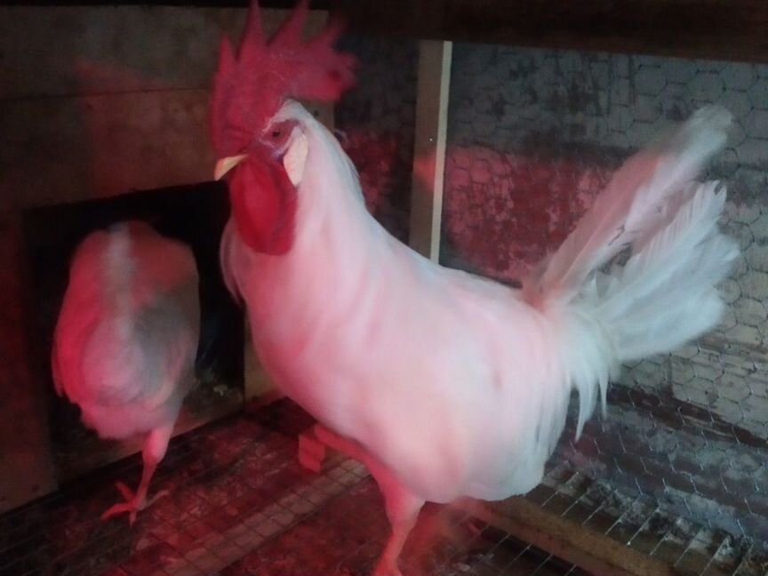 Петух Леггорн