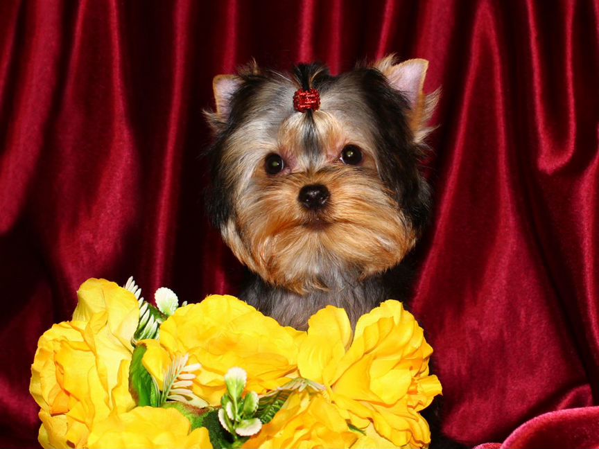 Девочка миничка