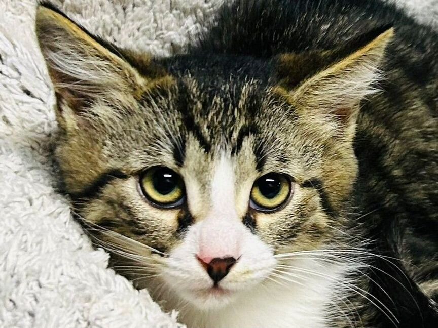 Котёнок шпротик Ося ищет свою семью