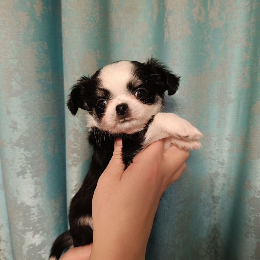 Чихуахуа, щенок