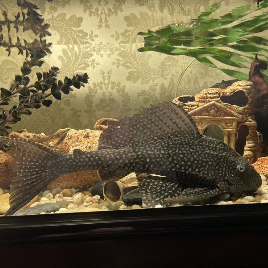 Птеригоплихт парчовый