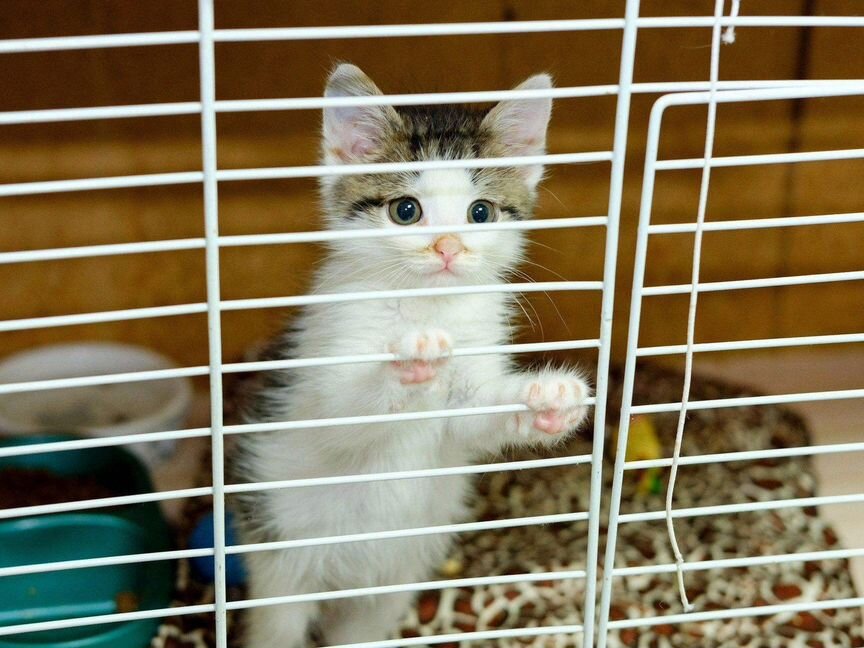 Спасите котенка из приюта, в дар, в добрые руки