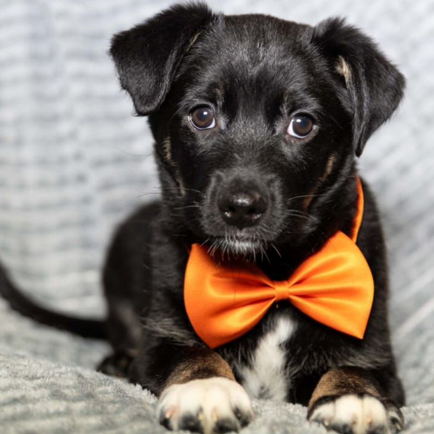 Щенок в добрые руки