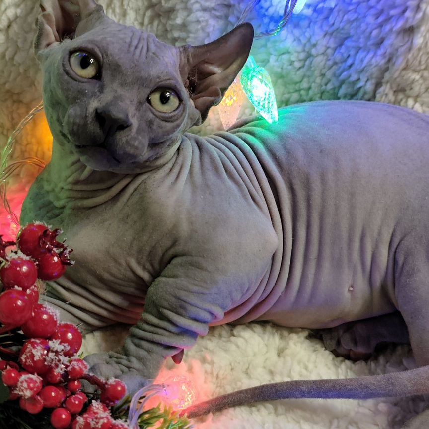 Эльф котёнок