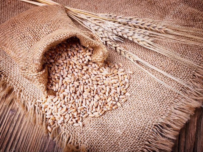 Пшеница кормовая