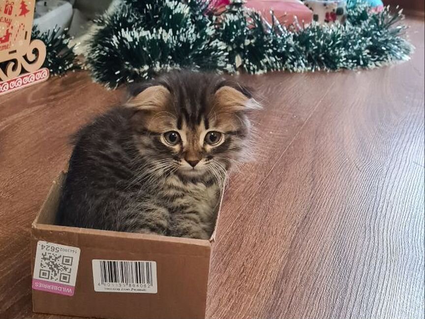 Котёнок 2 мес