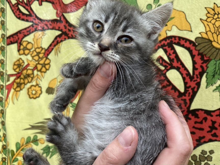 Котенок