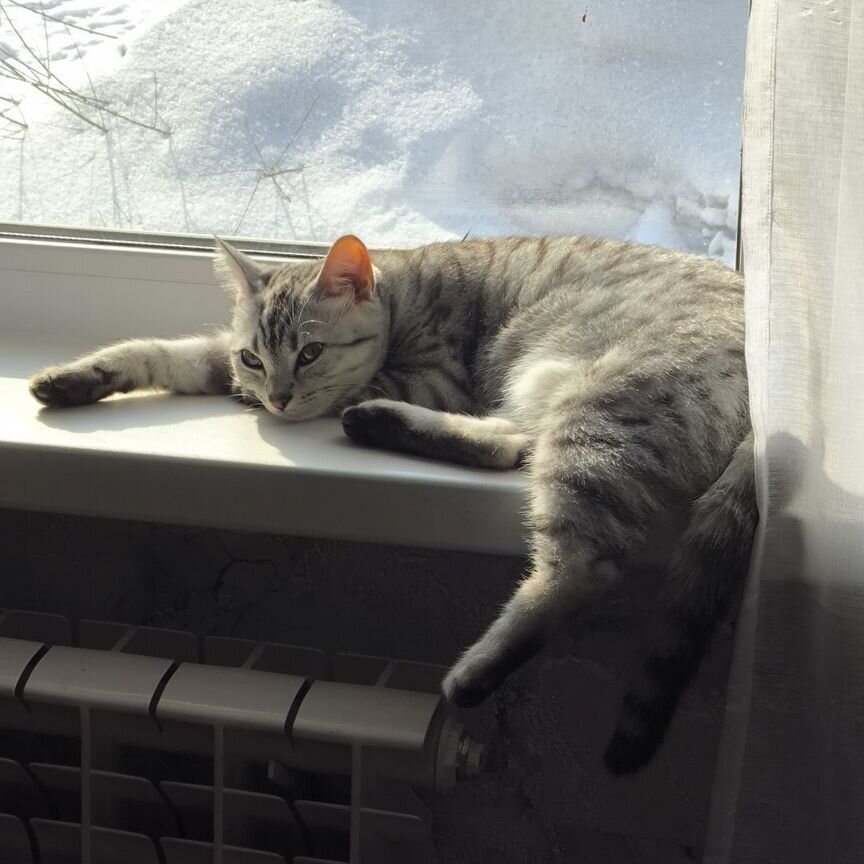 Взрослая, Девочка кошка в добрые руки