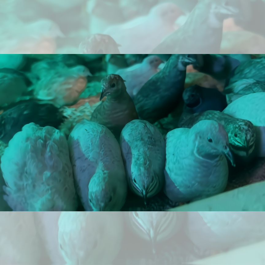 Перепел китайский