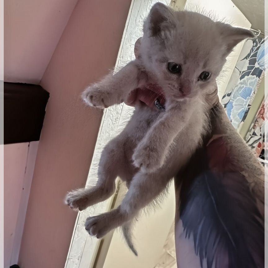 Британский короткошёрстный котёнок