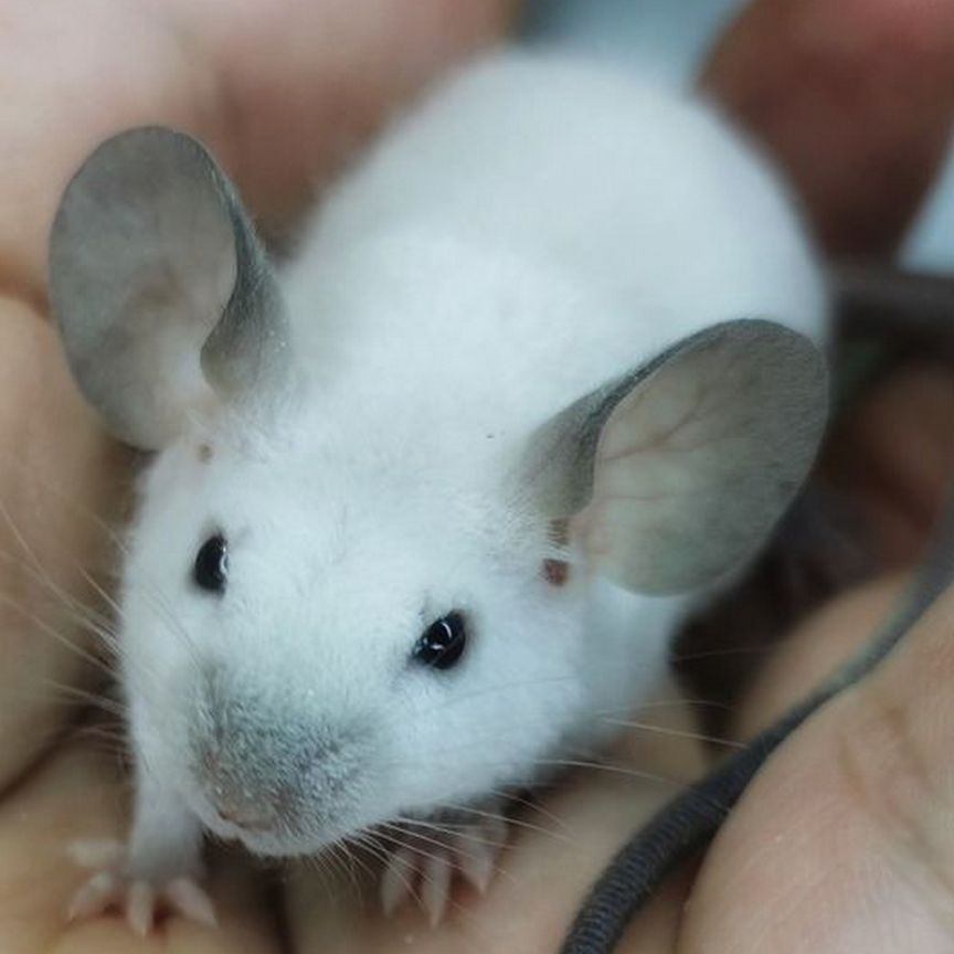 Кормовые мыши замороженные взрослые
