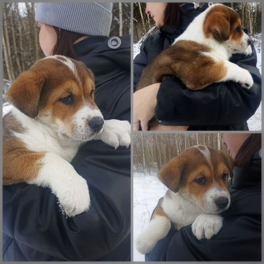 Малыши в добрые руки