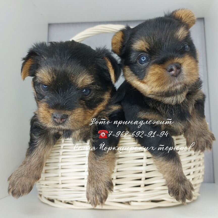 Йоркширский терьер, щенок