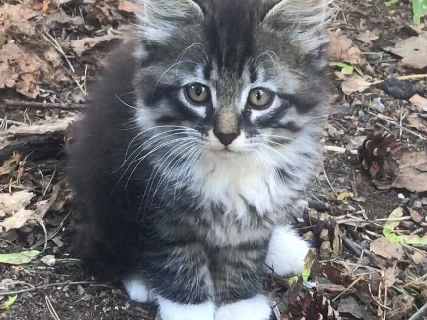 Отличные будущие крысоловы