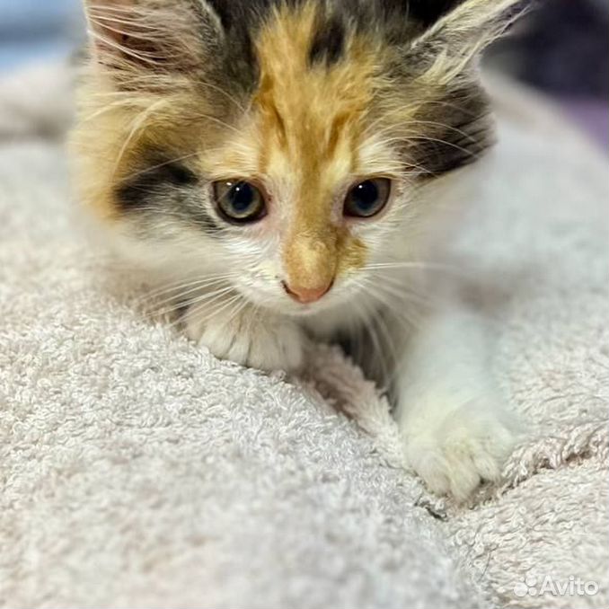 Очаровательные котята из Печёрского монастыря