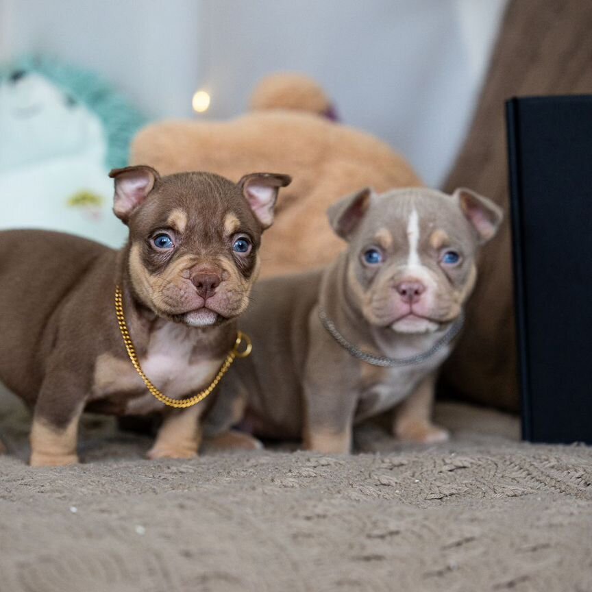 Щенок Американский Буль