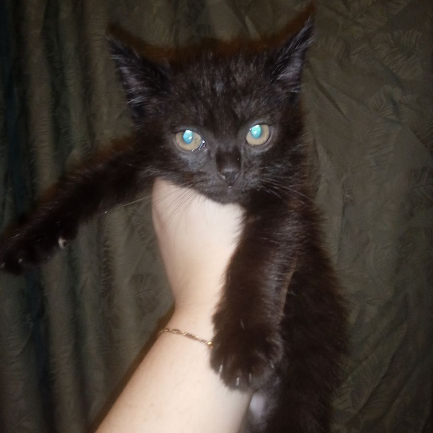 Котик 3месяца