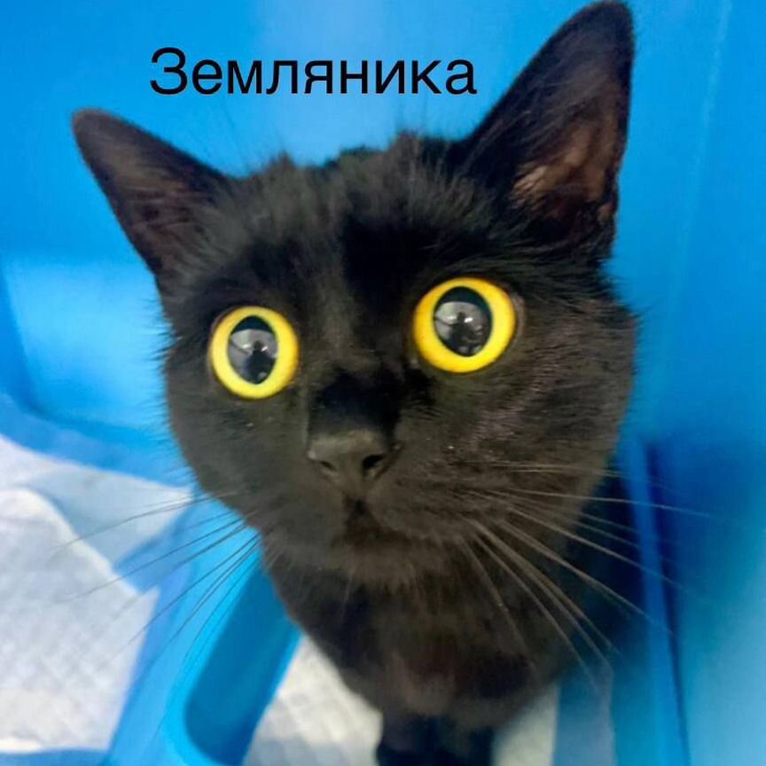 Котенькам на улицу