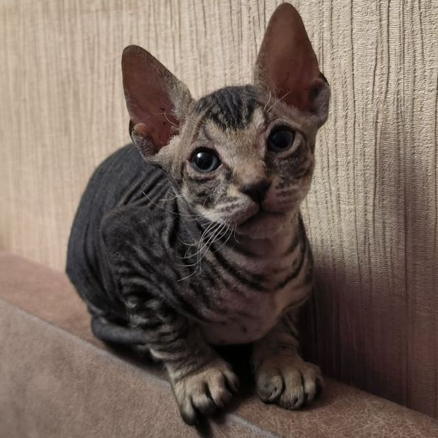 Донской сфинкс котёнок