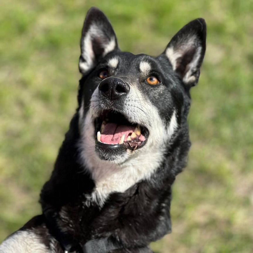 Собака из приюта. Орео ищет семью